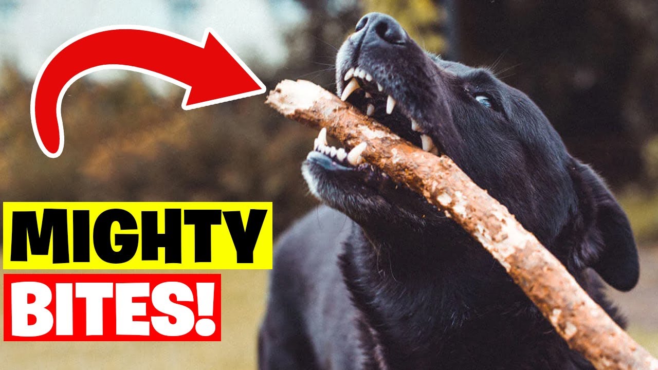 Top 10 Dog Breeds With Strongest Bite Force - YouTube