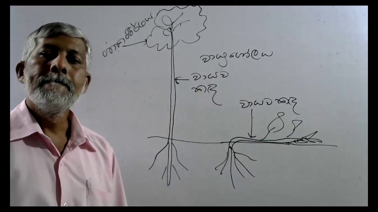 Grade 6 ජෛව ලෝකයේ අසිරිය Video 8 Youtube