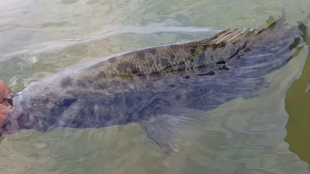 2019 #10 - Fishing a River, Lake and Reservoir - {1080p} - YouTube