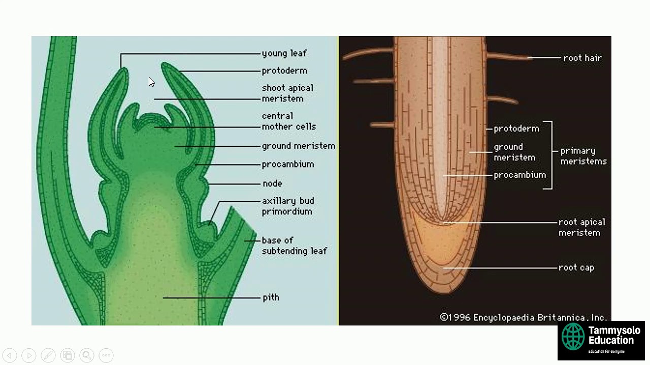 Crop Anatomy Lecture 8 - YouTube