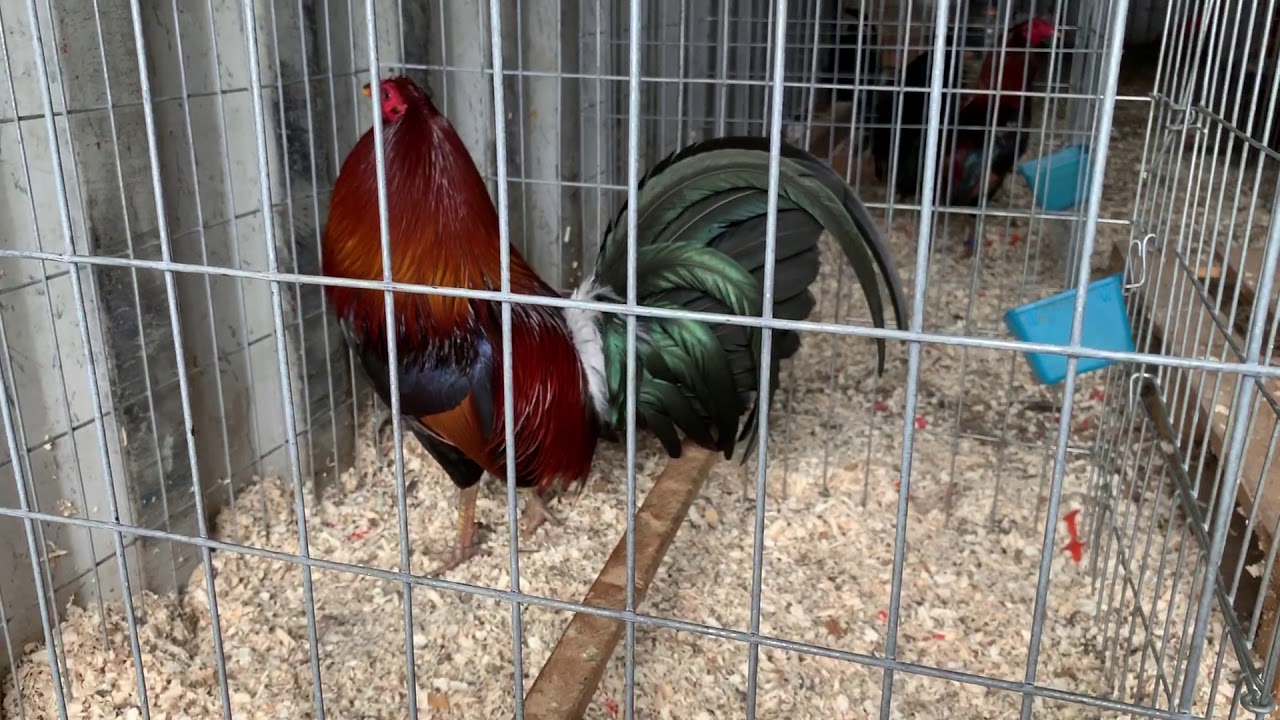 Hatch gamefowl - YouTube