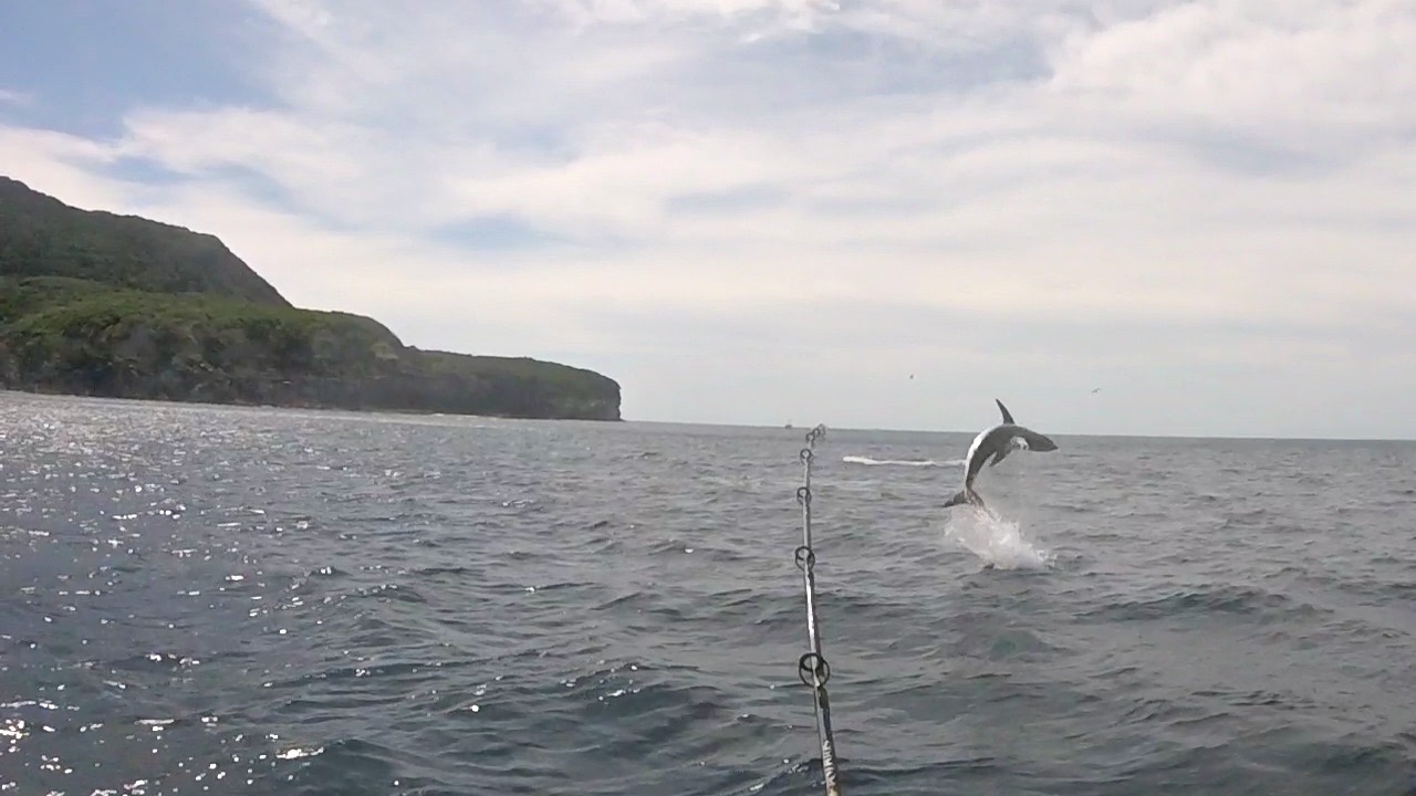 2 Mako Sharks jumping - YouTube