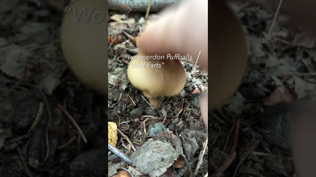 Finding Lycoperdon Puffballs “Wolf Farts” in Vermont - YouTube