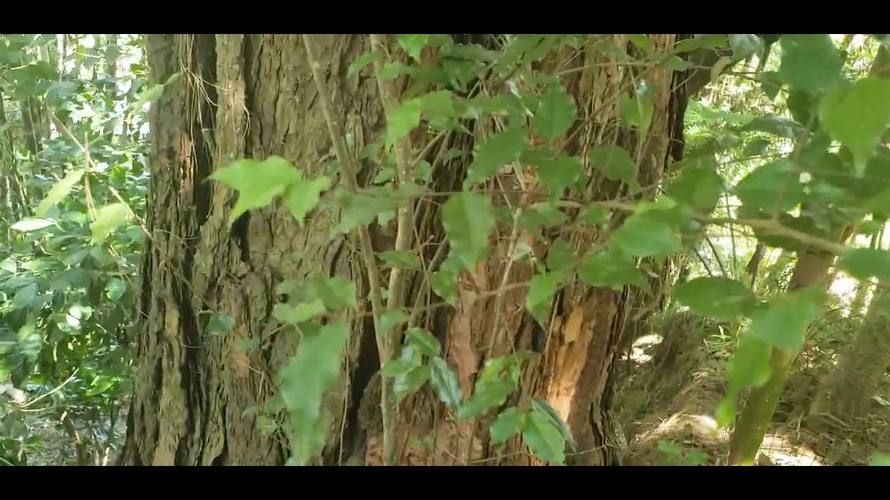 Naging mga Punong Kahoy na. Pigeon Peas(kadyos) Cassava(kamoteng kahoy ...