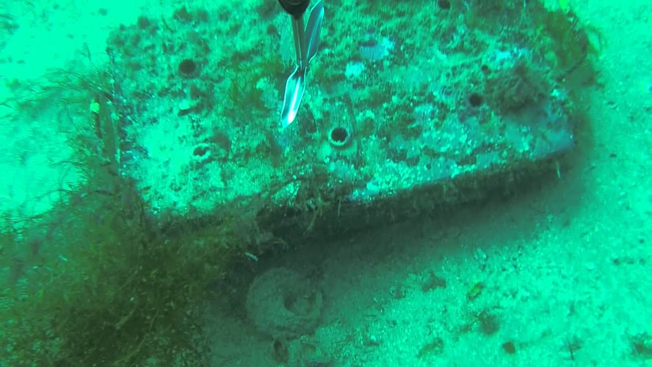 Trunk-Chest Pacific Ocean - YouTube