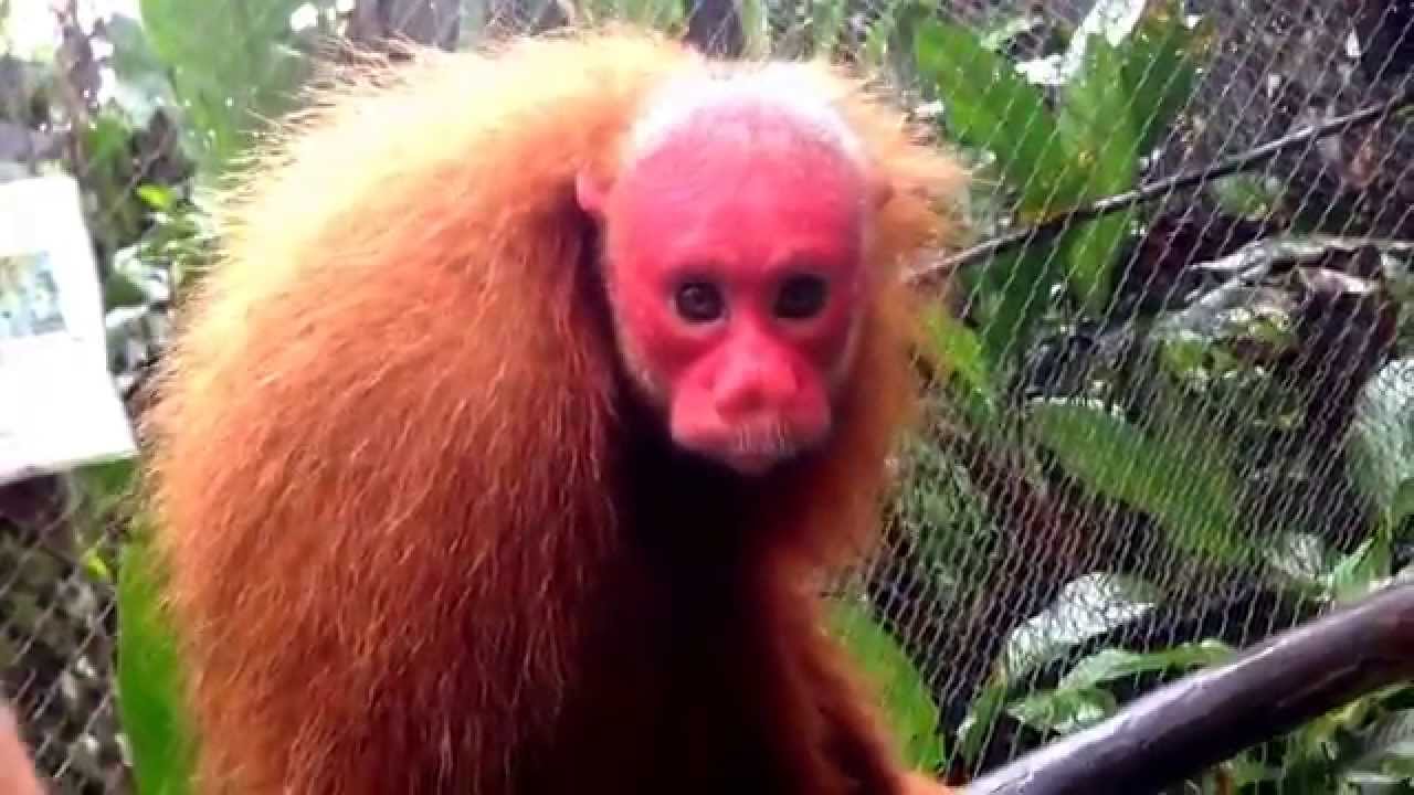 Red Uakapi(Huapo Colorado),Pilpintawasi,Perú - YouTube