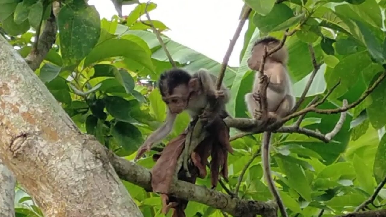 Baby Monkey...WOW!! The Extraordinary Development of Baby Monkeys Kiki ...