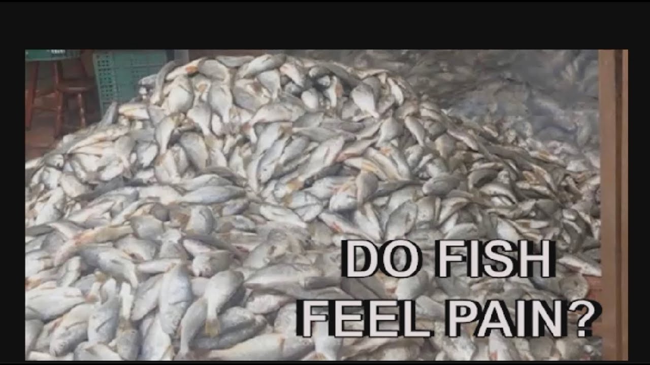 Let's Play - How Fish Is Made (Wrong Organ, Critical Reflex, 2022 ...