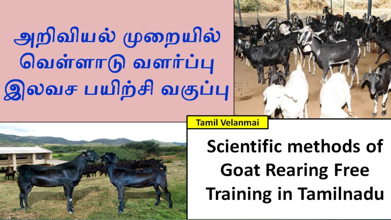 அறிவியல் முறையில் வெள்ளாடு வளர்ப்பு இலவச பயிற்சி வகுப்பு-Goat Farming ...