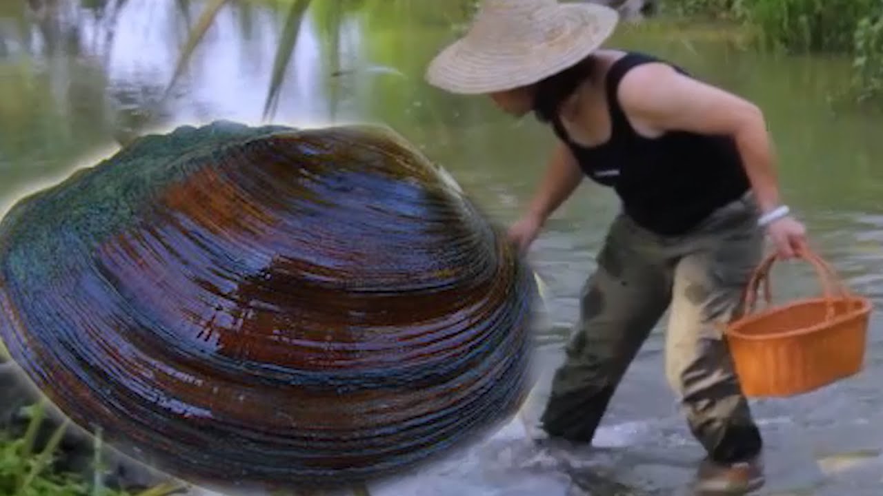Wild clam shells emerge from prolonged drought, and girls catch rare ...