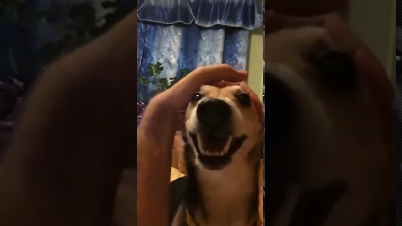 Dog is "singing" la la la - YouTube
