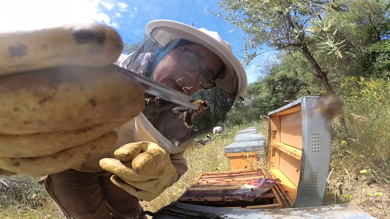 Que hacen los zanganos. Abeja macho. Zángano - YouTube