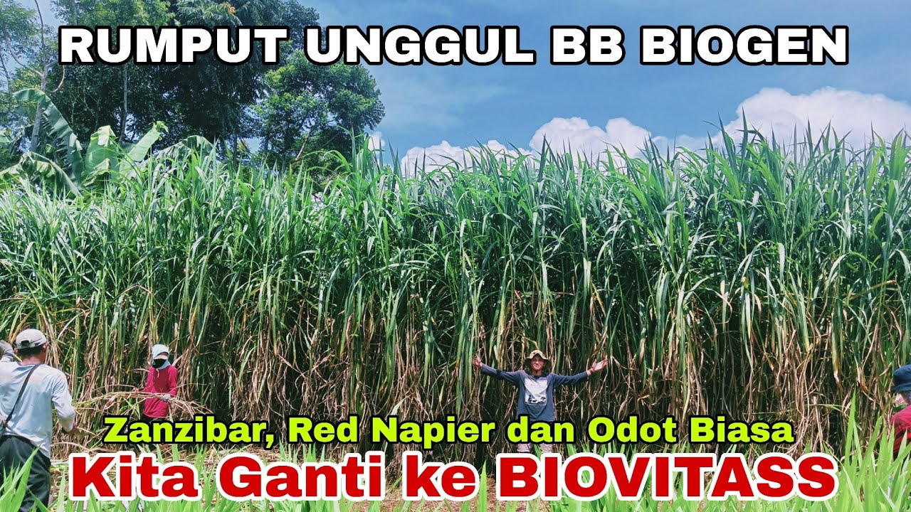 Maaf, Kita Ganti Rumput Odot, Zanzibar dan Red Napier ke Rumput ...