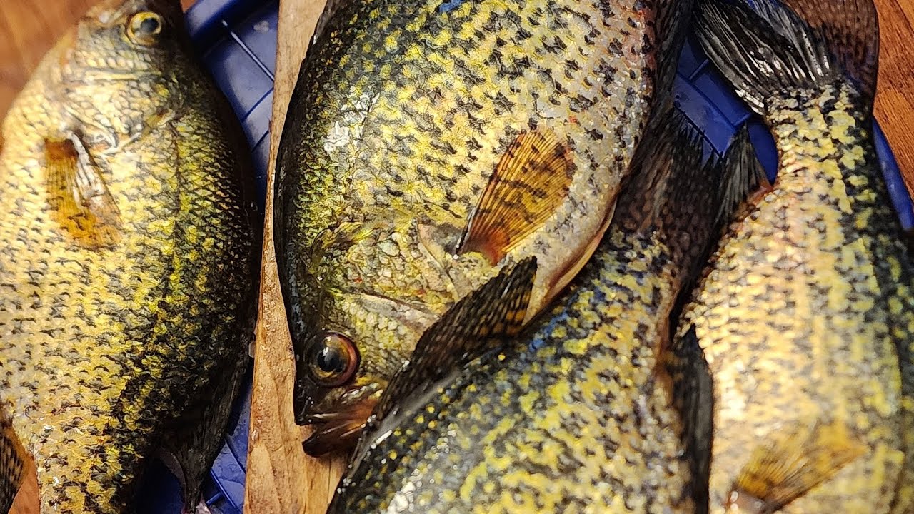 How to fillet a crappie without losing rib meat - YouTube