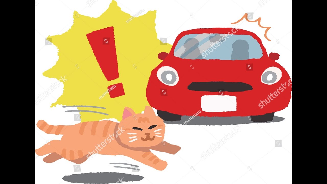 Cat Car Accident|Saved A Cat |Veterinary Guide - YouTube