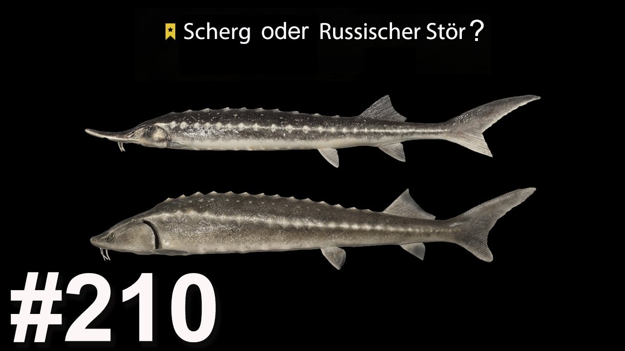 Trophy Scherg oder Russischer Stör in der Happy Hour? 🎣 🐋 | Russian ...