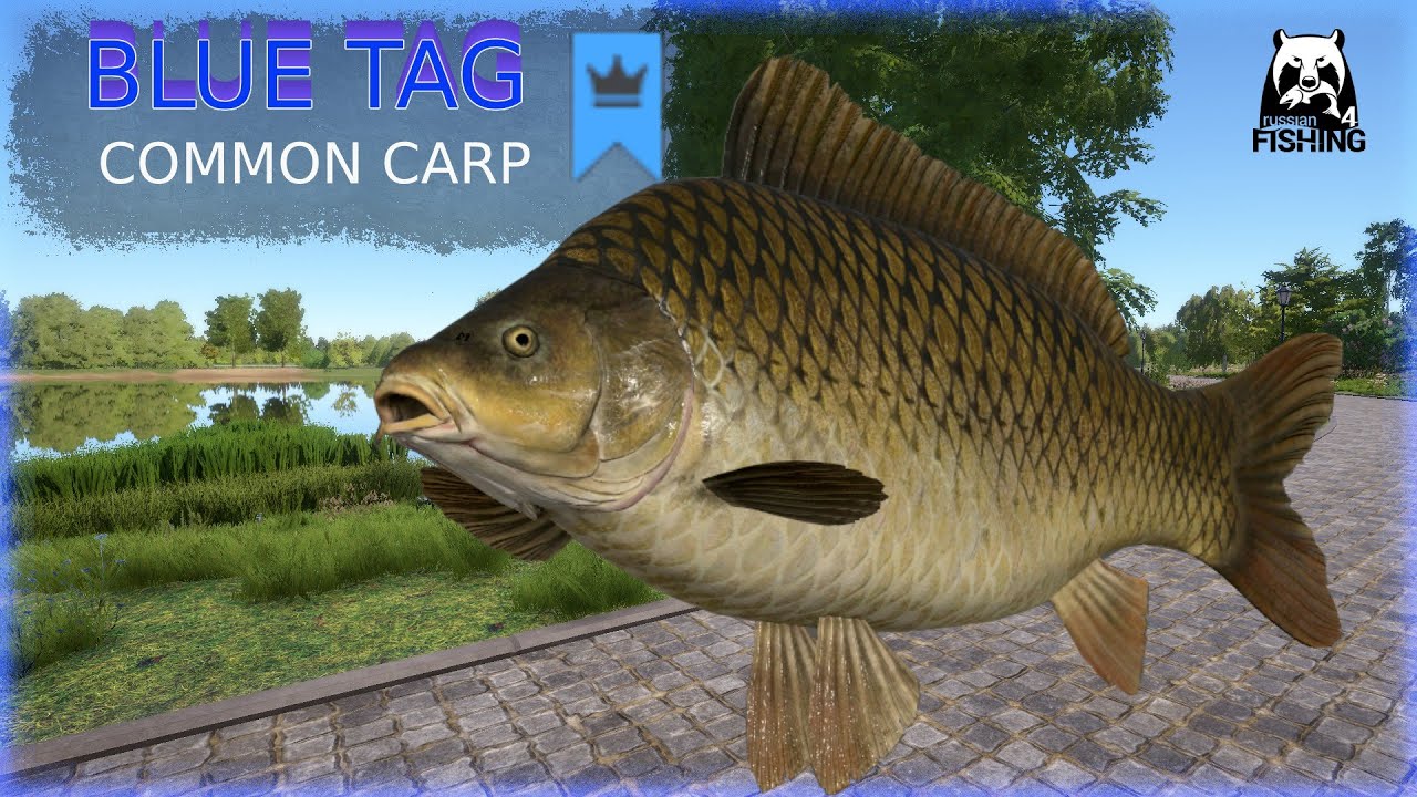 Russian Fishing 4 RF4 The Amber Lake BLUE TAG | COMMON CARP | - YouTube
