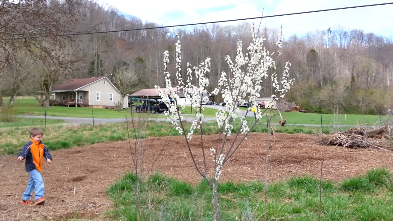 Plum Trees Flowering - Permaculture Food Forest With The Boys - YouTube