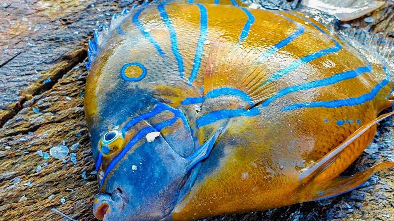 Colorful! Very Rare Blue Ring Angelfish Cutting Skills | Beautiful ...