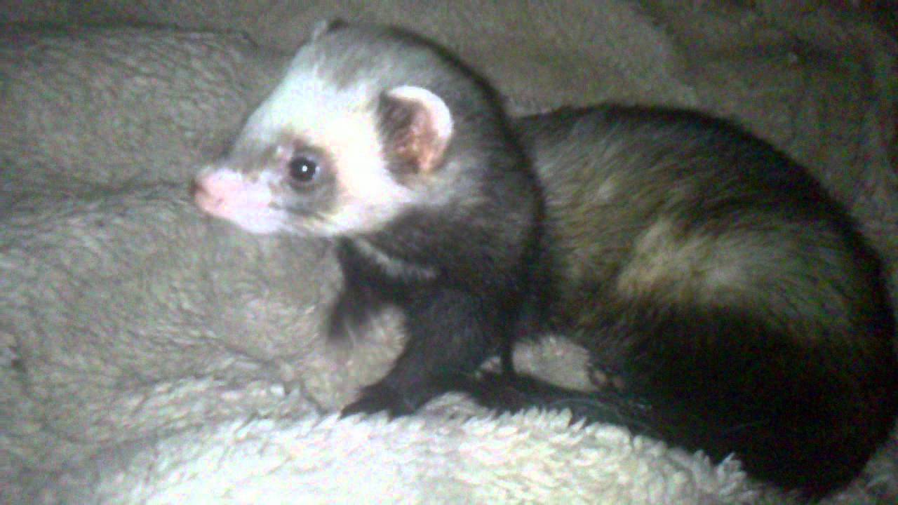 Fred the ferret chilling - YouTube