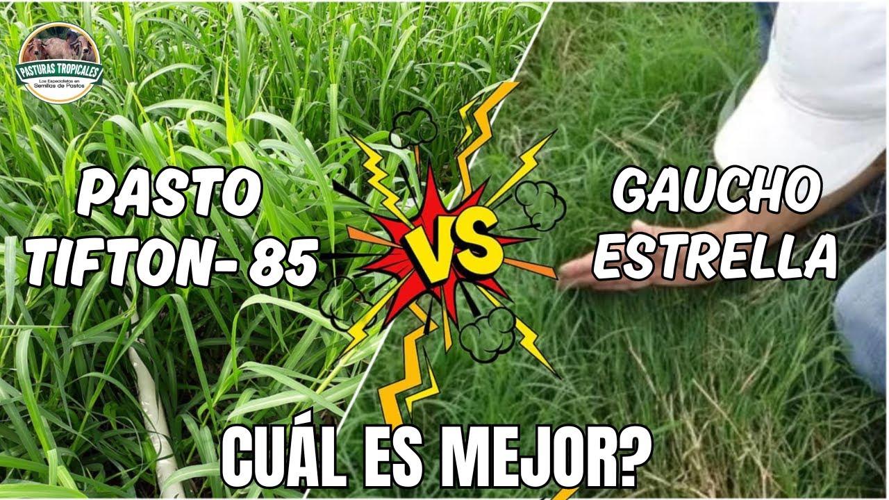 Pasto Tifton -85 Vs. Gaucho Estrella: cuál será mejor? # ...