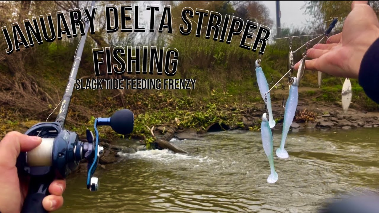 Northern Delta Striper Fishing | Slack Tide Feeding Frenzy | Mid ...