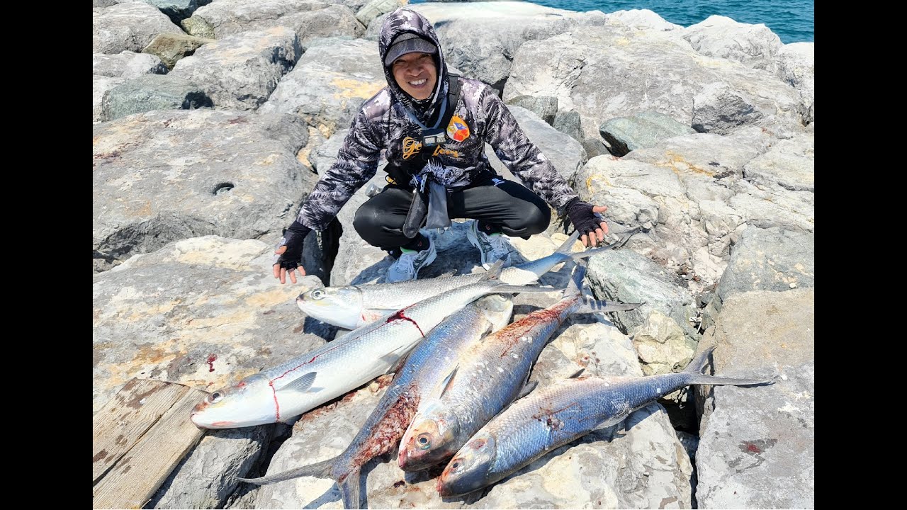 Medium Size MilkFish Fishing in UAE. My 9th strikes of the day, 6th ...