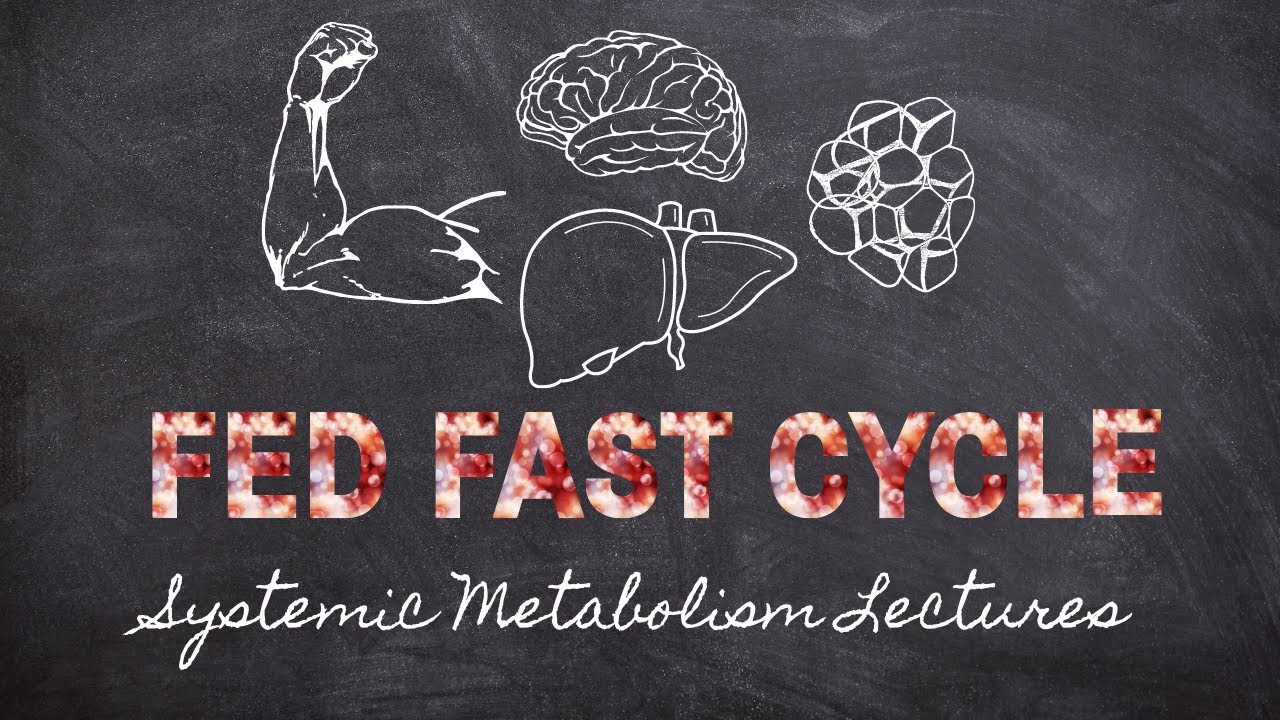 The Fed-Fast Cycle | Systemic Metabolism Part 3 | Macronutrients ...