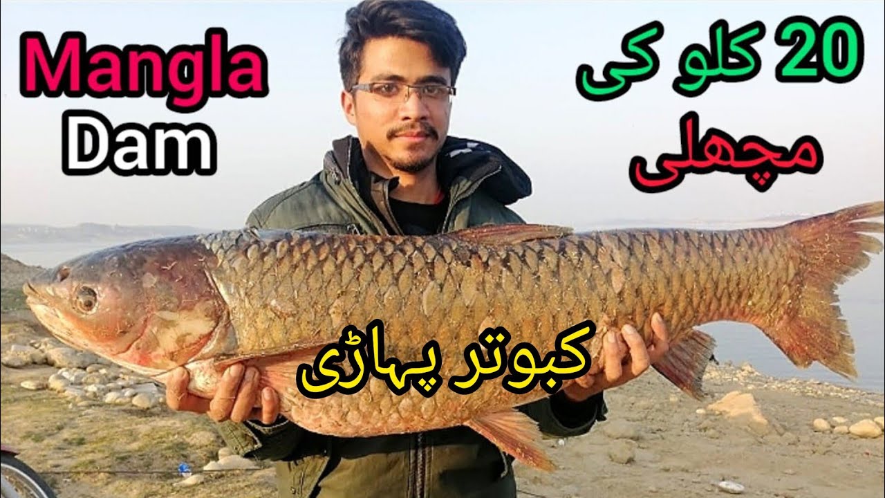Big size 20kg grass fish caught at Mangla kabutar pahari | Mangla dam ...