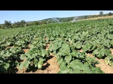 Bamya yetiştirme püf noktalar -soru cevap- en kolay yoldan anlatım - tohumdan fideye bamya serüveni