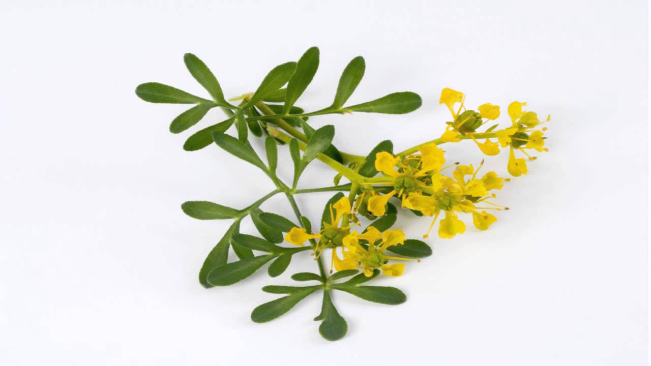 Significado de soñar con ruda - YouTube