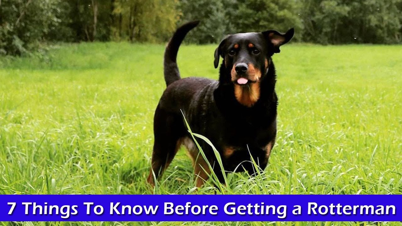 7 Things To Know Before Getting a Rotterman - YouTube