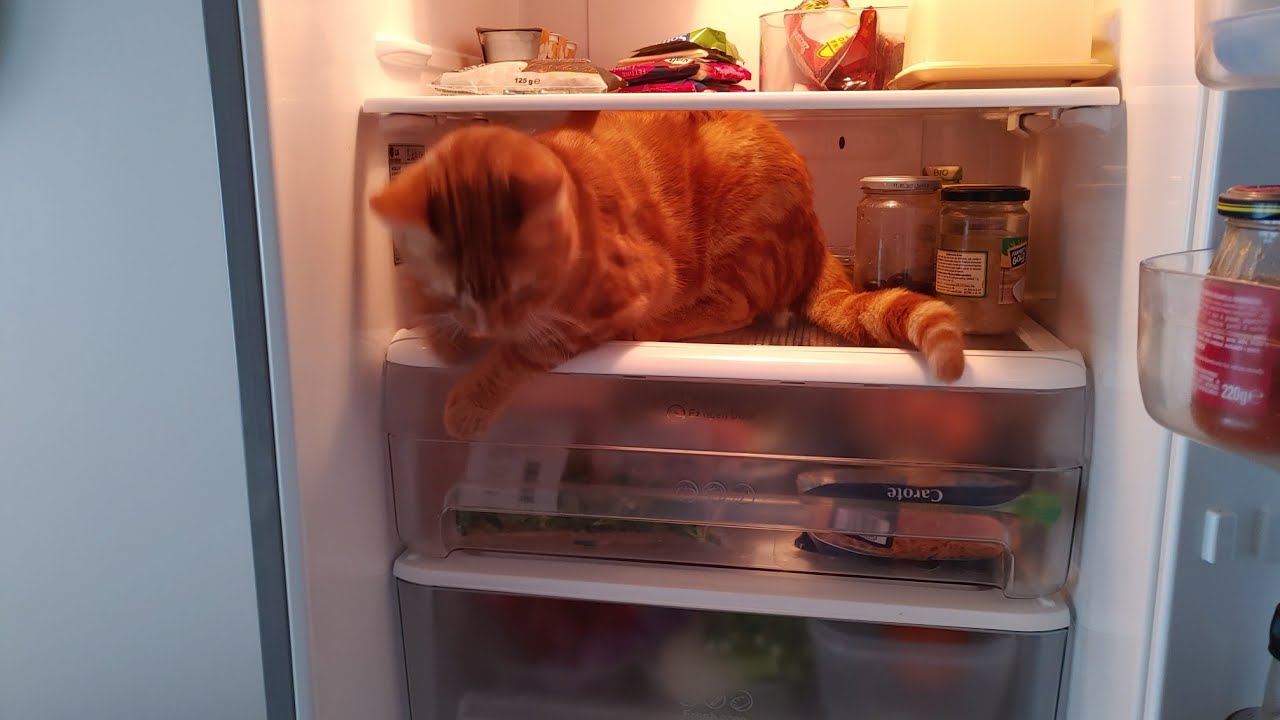 No comment..🤭😅#cat #curiosity - YouTube