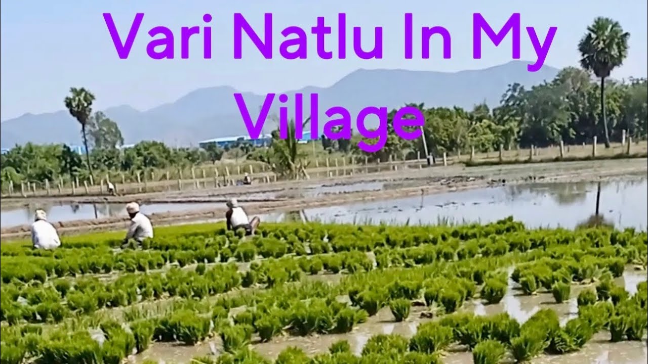 Vari Natlu in My Village - YouTube