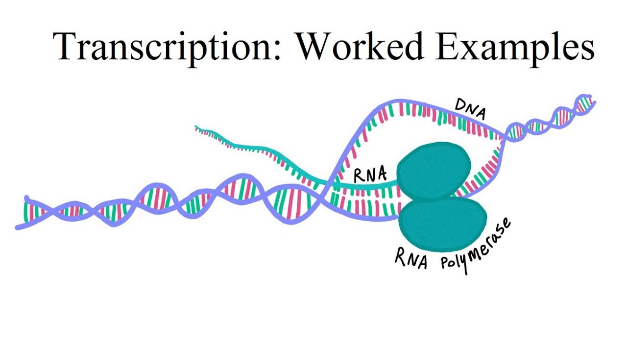 Transcription: Worked examples - YouTube