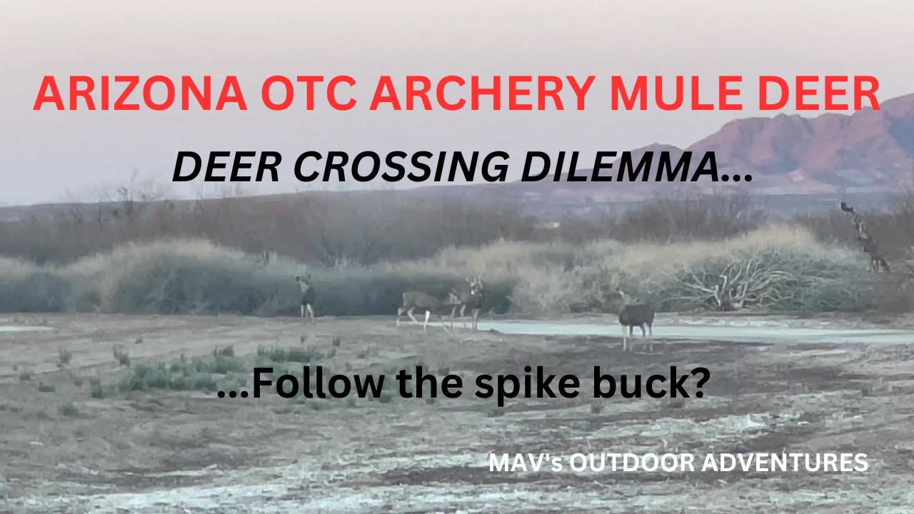 ARIZONA DESERT MULE DEER at Trail Crossing #muledeerhunting #muledeer # ...