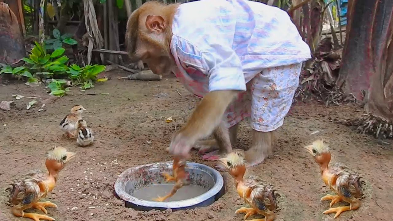 Save Me ! SokYaa Help Chicken Alone At Farm & Back Home - YouTube