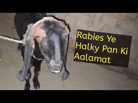 Rabies symptoms in Goats/ بکریوں میں ہلکا پن کی علامت اور بچاو - YouTube