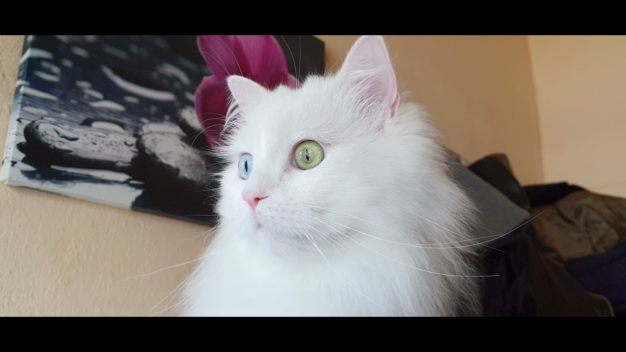 Fehér cica, és szürke cica - YouTube