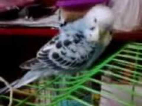 Muhabbet kusunuzu bu sesle cildirtin