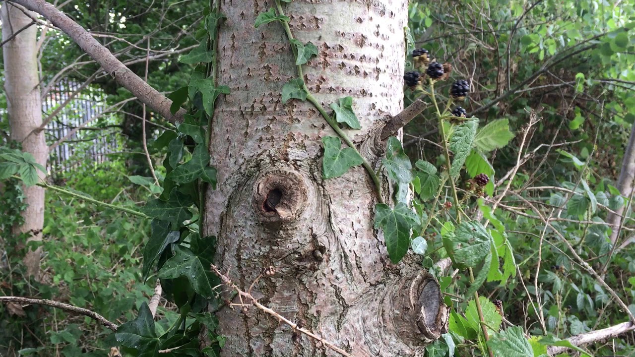 Aspen (Populus tremula) - trunk close up - July 2018 - YouTube