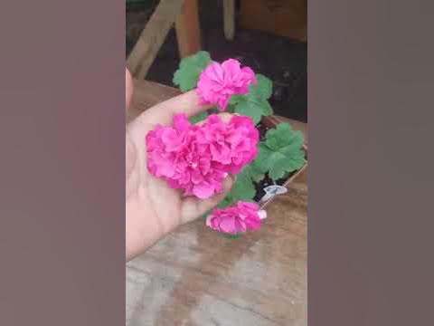 Пеларгонии Ирида ЗА Роскошь - YouTube