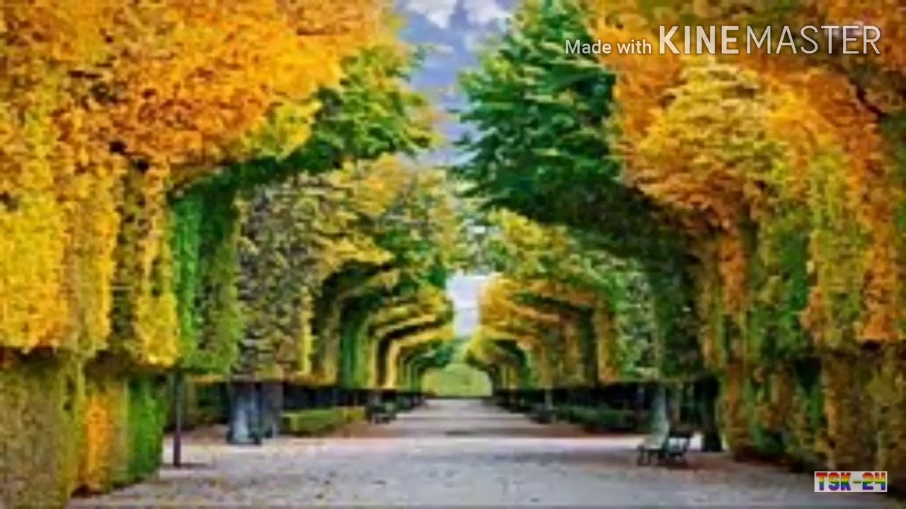 World most popular flower tree,beautiful tree, world famous flowers ...