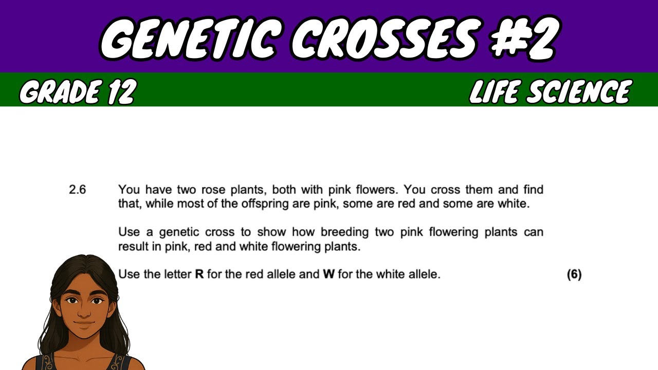 Genetic Crosses #2 | Grade 12 Life Science - YouTube