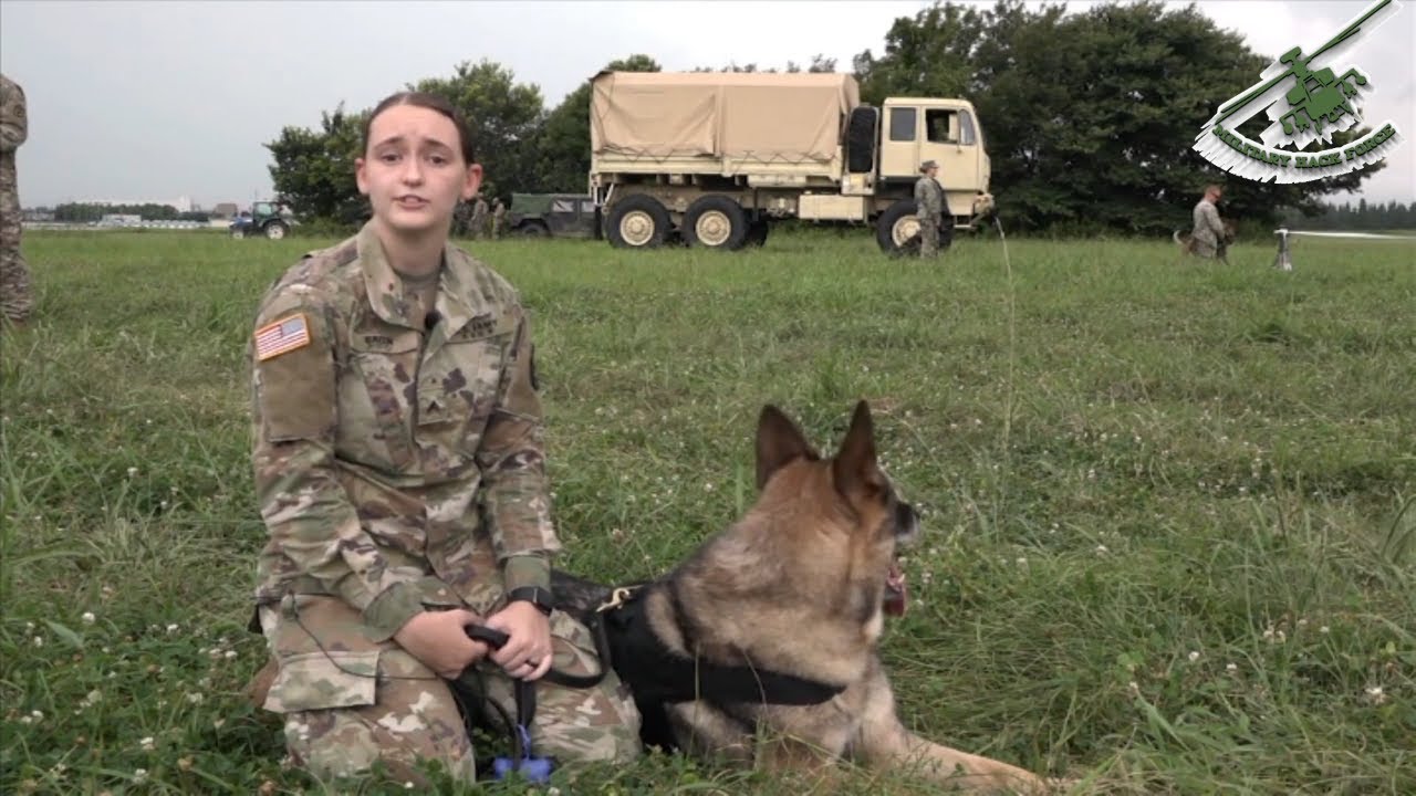A Look at How MILITARY DOGS are Trained in JAPAN with US Military - YouTube