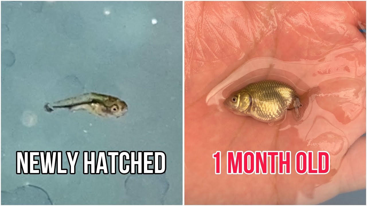 RANCHU GOLDFISH from FRY to MONTH OLD - YouTube