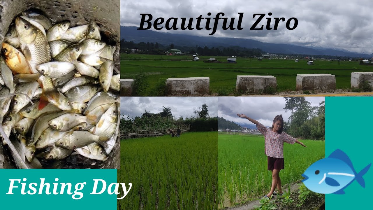 Fishing in the field of Ziro | paddy cum fish farming of Apatani | Ziro ...