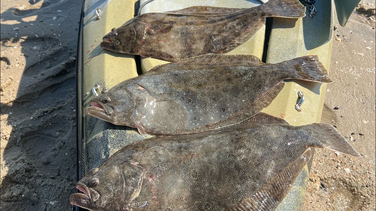 Almost a 4 fish limit. September light tackle back bay kayak fluke ...