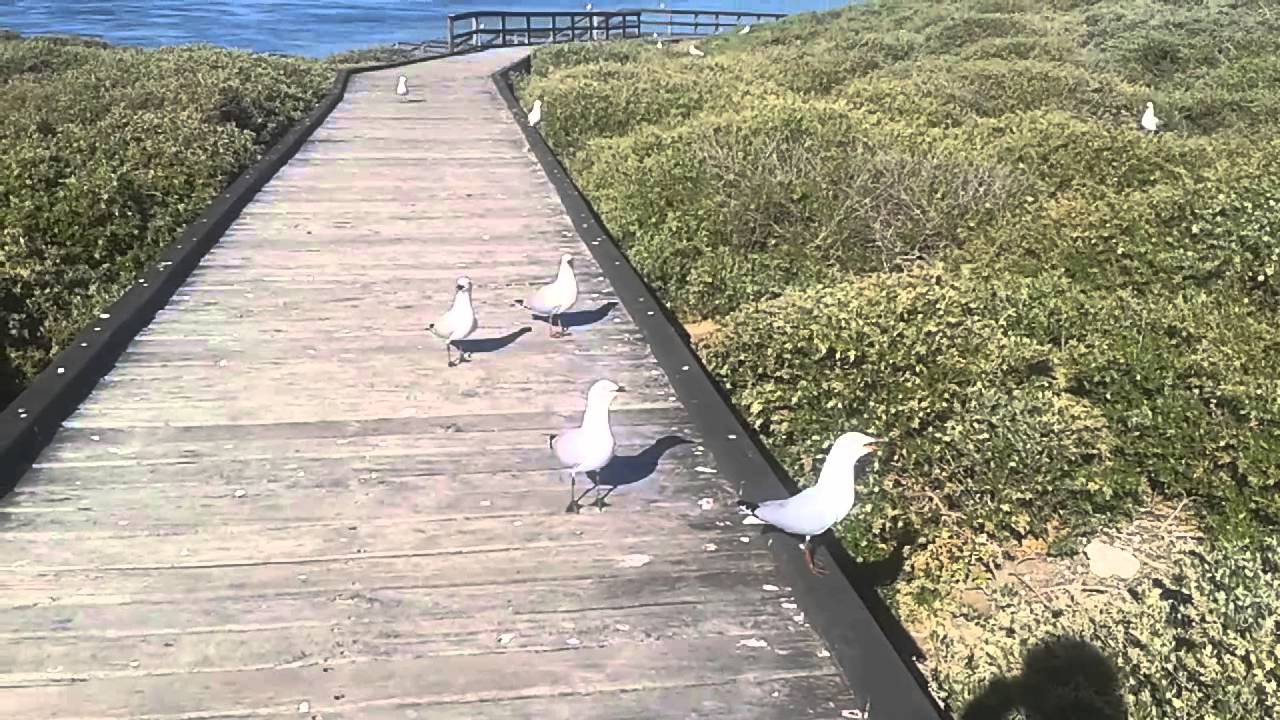 Pigeon alarm clock - YouTube