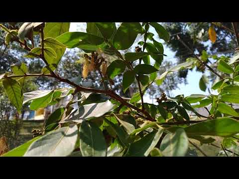 Ingá-Açu/(Inga sessilis) - YouTube